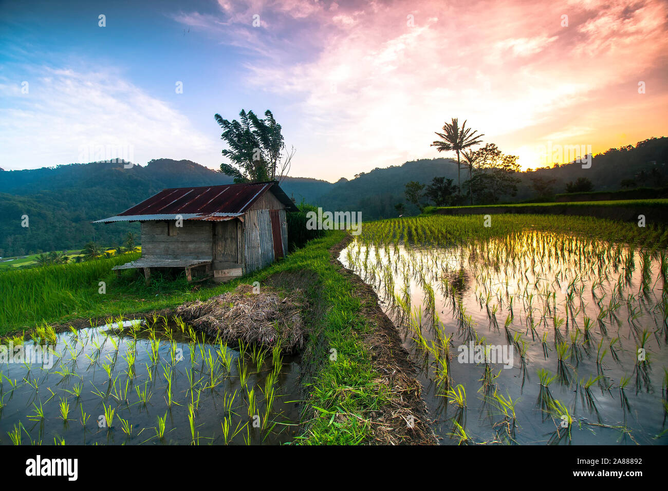 the natural beauty of Sumatra and the beautiful expanse of rice fields ...
