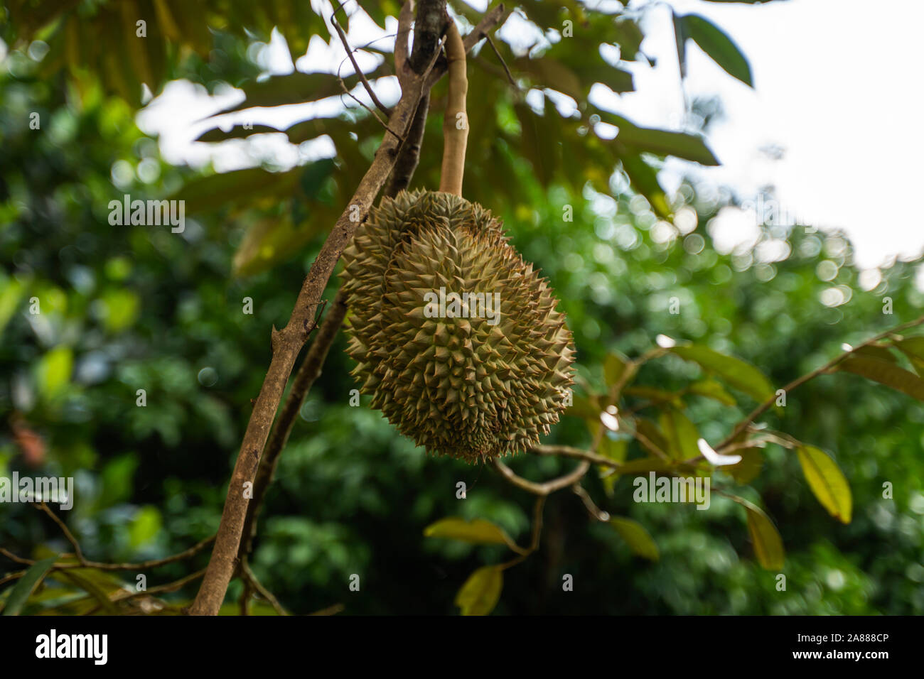 Durian - king of tropical fruit, on a tree branch in the orchard. Fresh ...