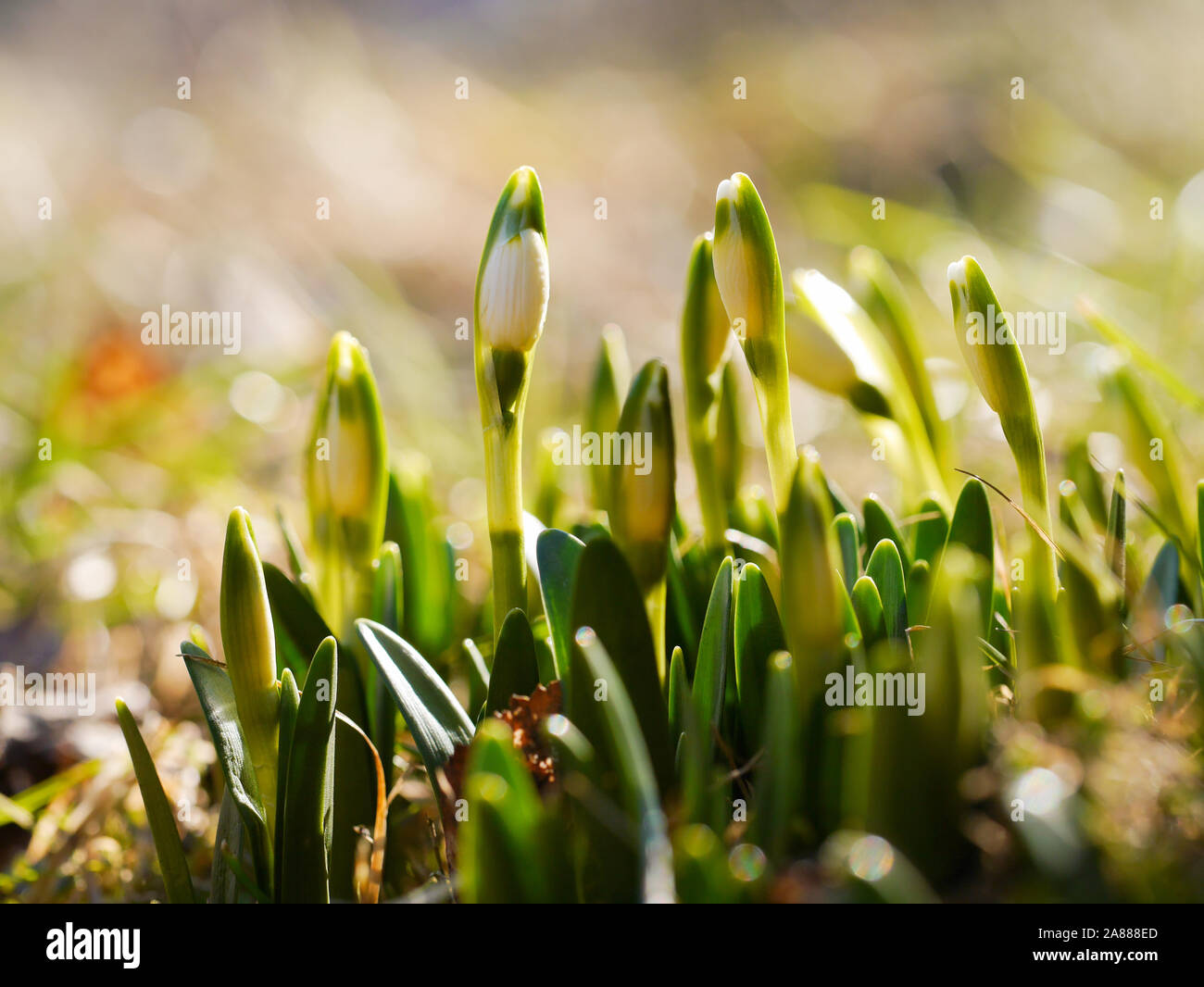 Snowdrop shoots hi-res stock photography and images - Alamy