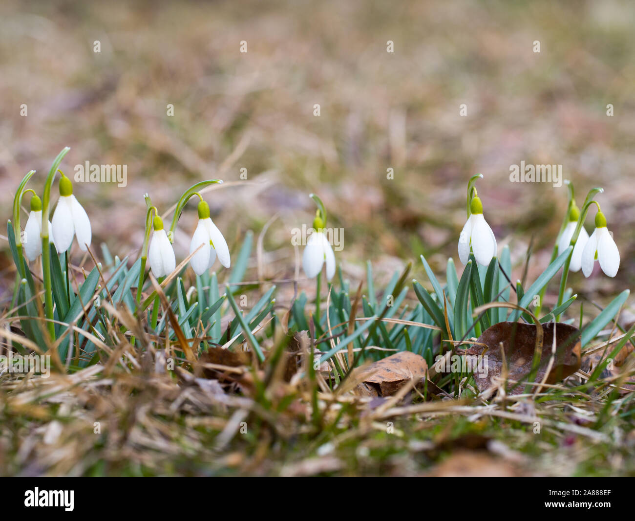 Snowdrop with blossom, revival of spring flower with bud, the awakening ...