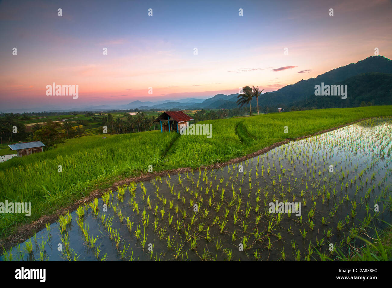 the natural beauty of Sumatra and the beautiful expanse of rice fields ...