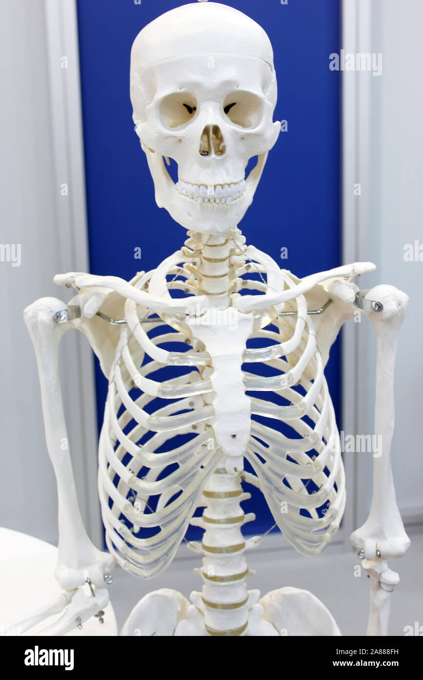 Human anatomy full body skeletal hi-res stock photography and images ...