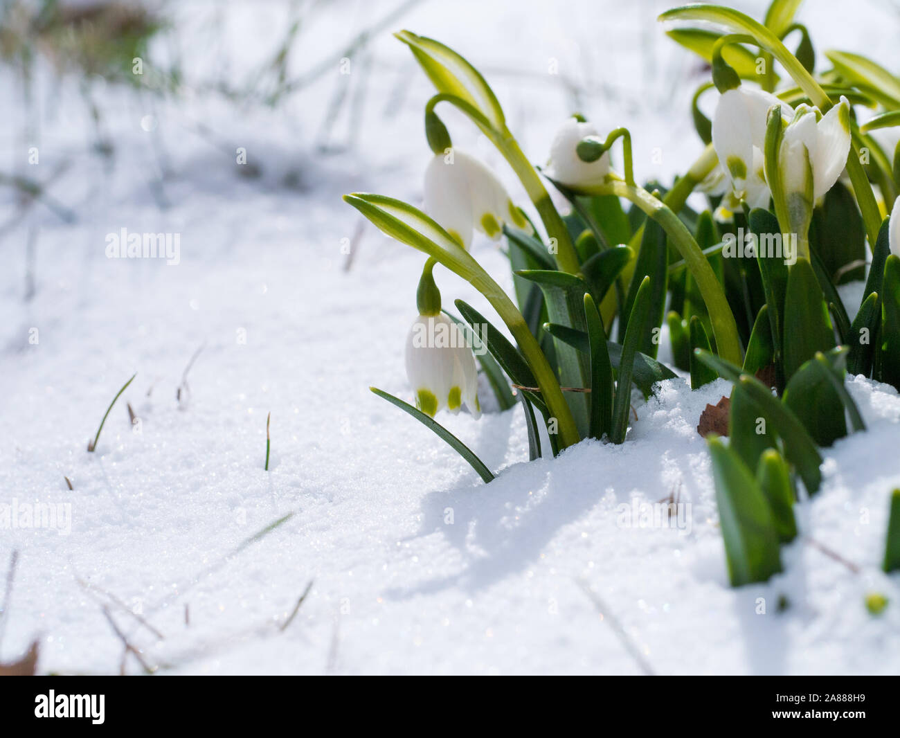 Snowdrop with blossom, revival of spring flower with bud, the awakening ...