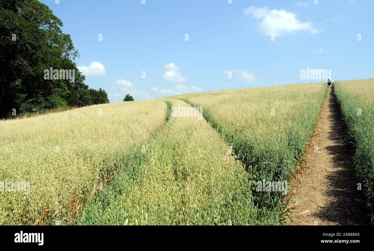 View up a small hill with a well trodden path on the right and an ...