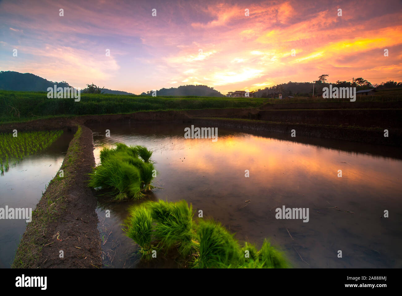 the natural beauty of Sumatra and the beautiful expanse of rice fields ...