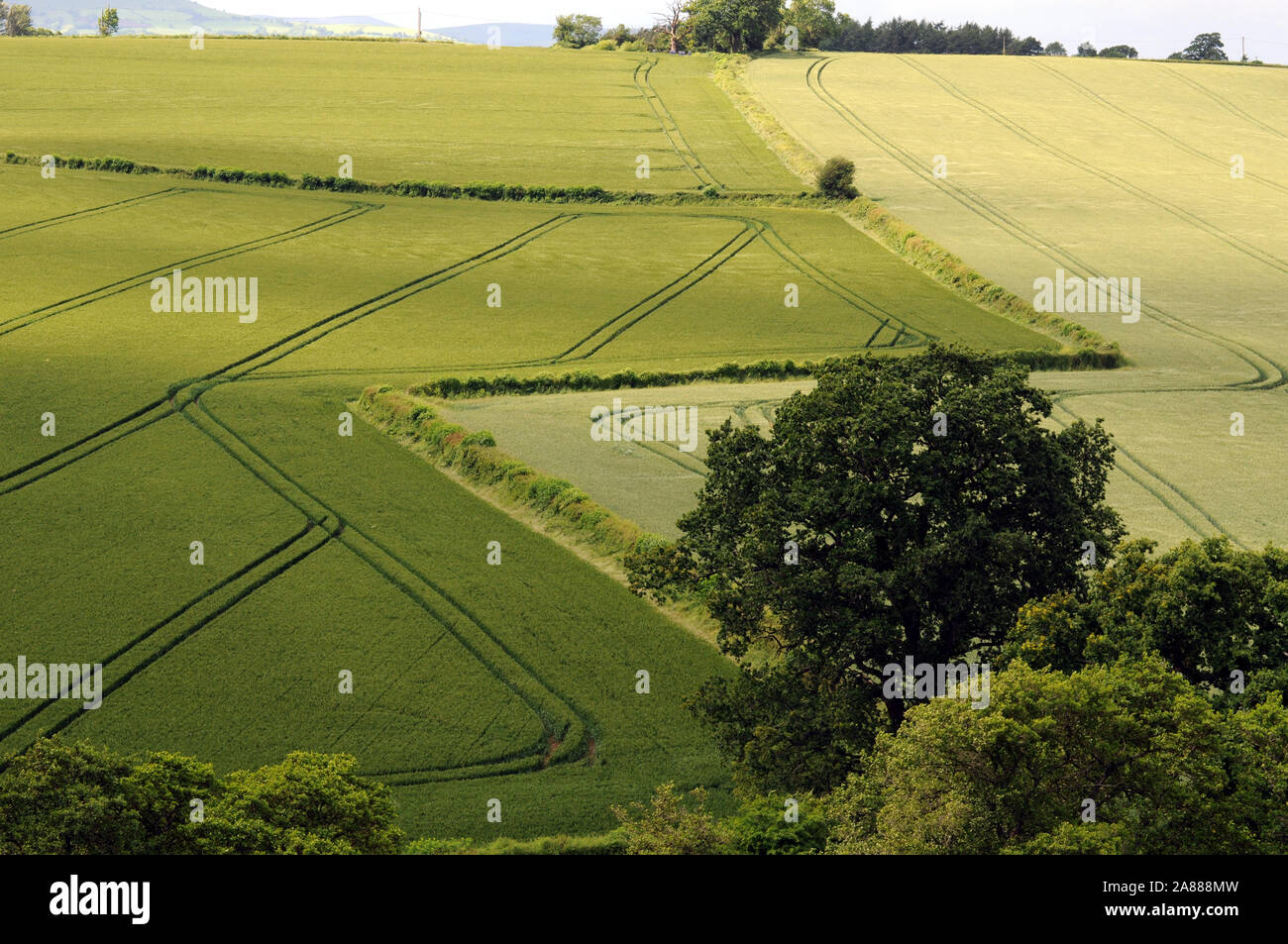 Wheat crop lines hi-res stock photography and images - Alamy