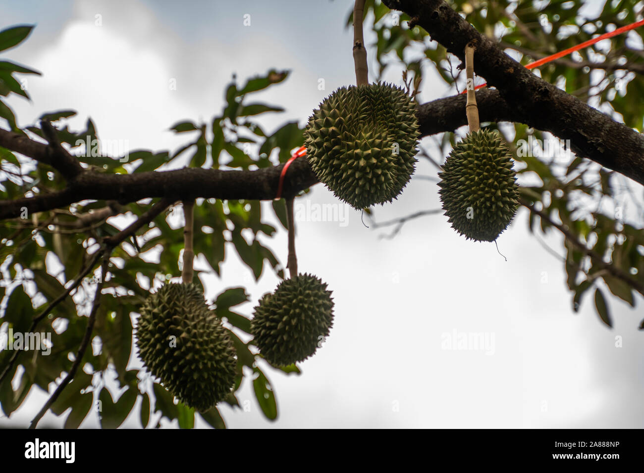 Durian - king of tropical fruit, on a tree branch in the orchard. Fresh ...