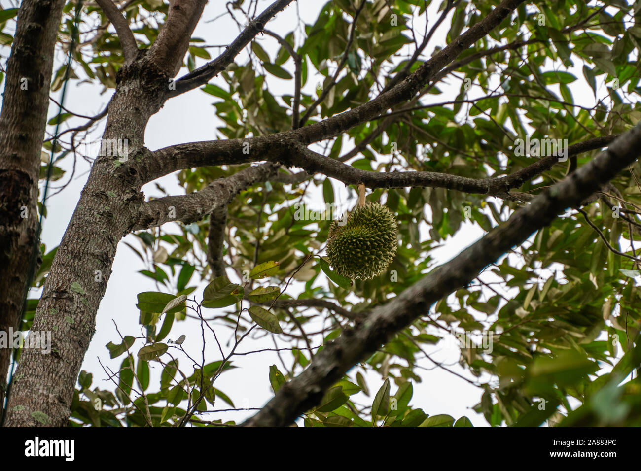 Durian - king of tropical fruit, on a tree branch in the orchard. Fresh ...