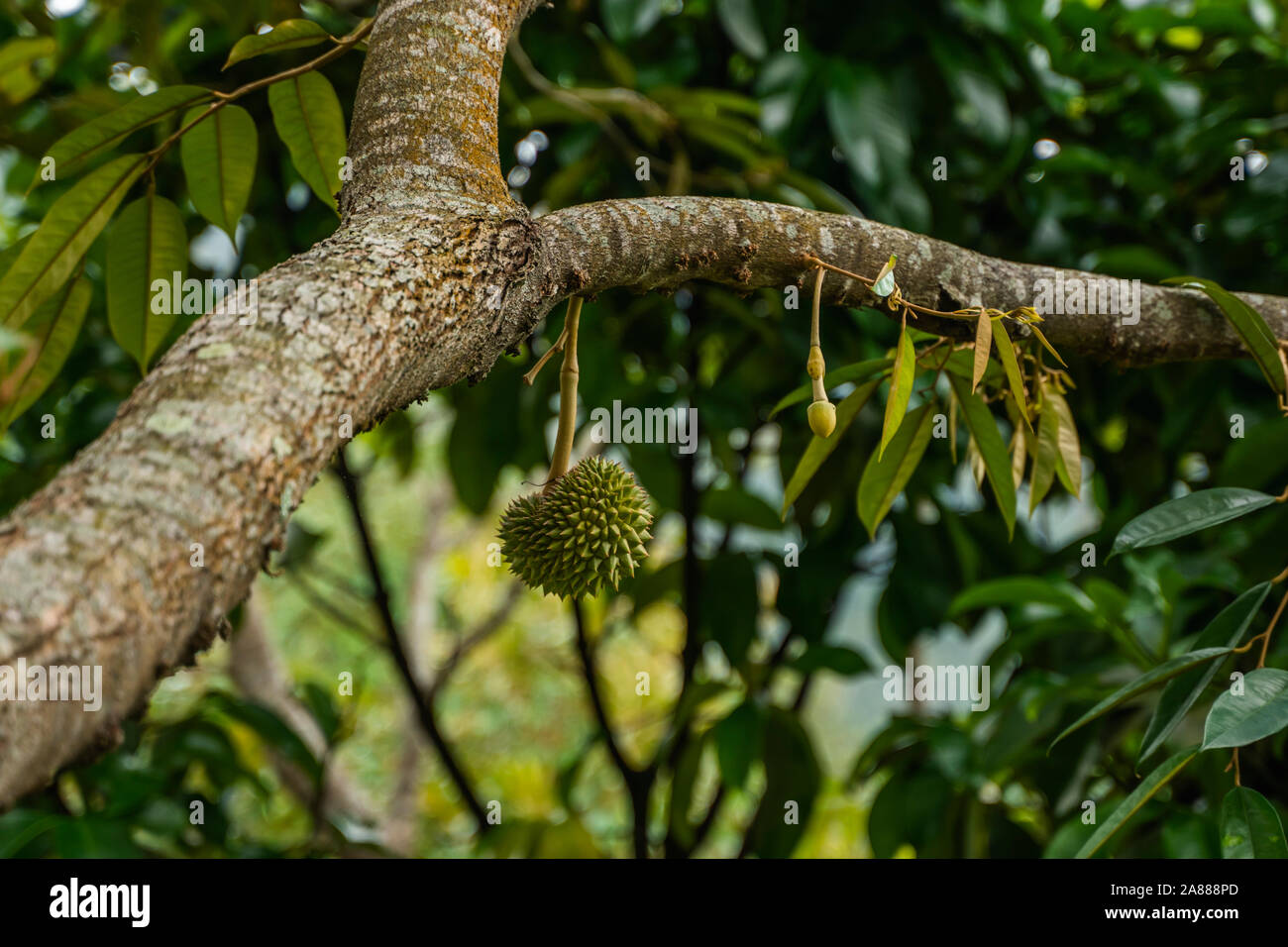 Durian - king of tropical fruit, on a tree branch in the orchard. Fresh ...