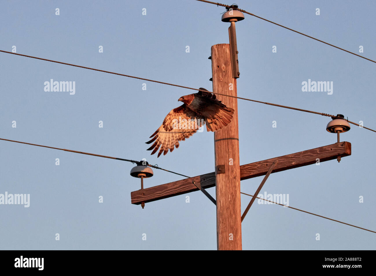 Red tailed hawk utah hi-res stock photography and images - Alamy