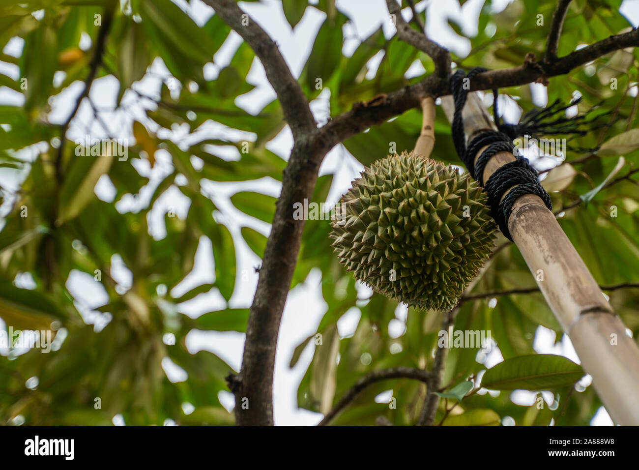 Durian - king of tropical fruit, on a tree branch in the orchard. Fresh ...