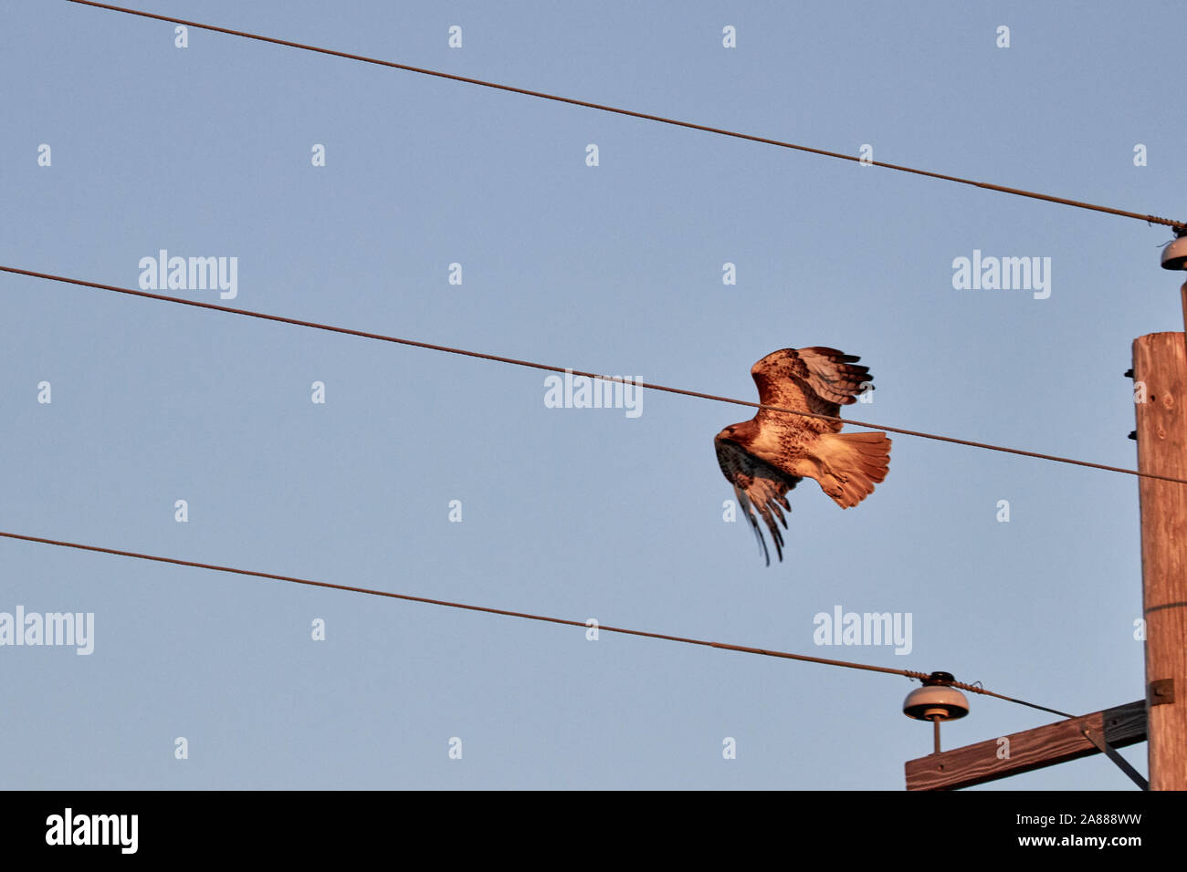 Red tailed hawk in Utah, USA Stock Photo - Alamy
