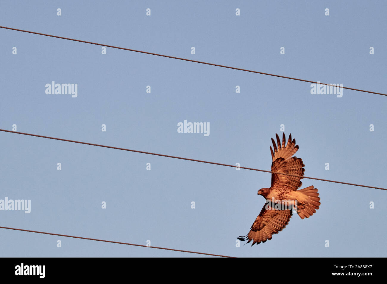 Red tailed hawk in Utah, USA Stock Photo - Alamy