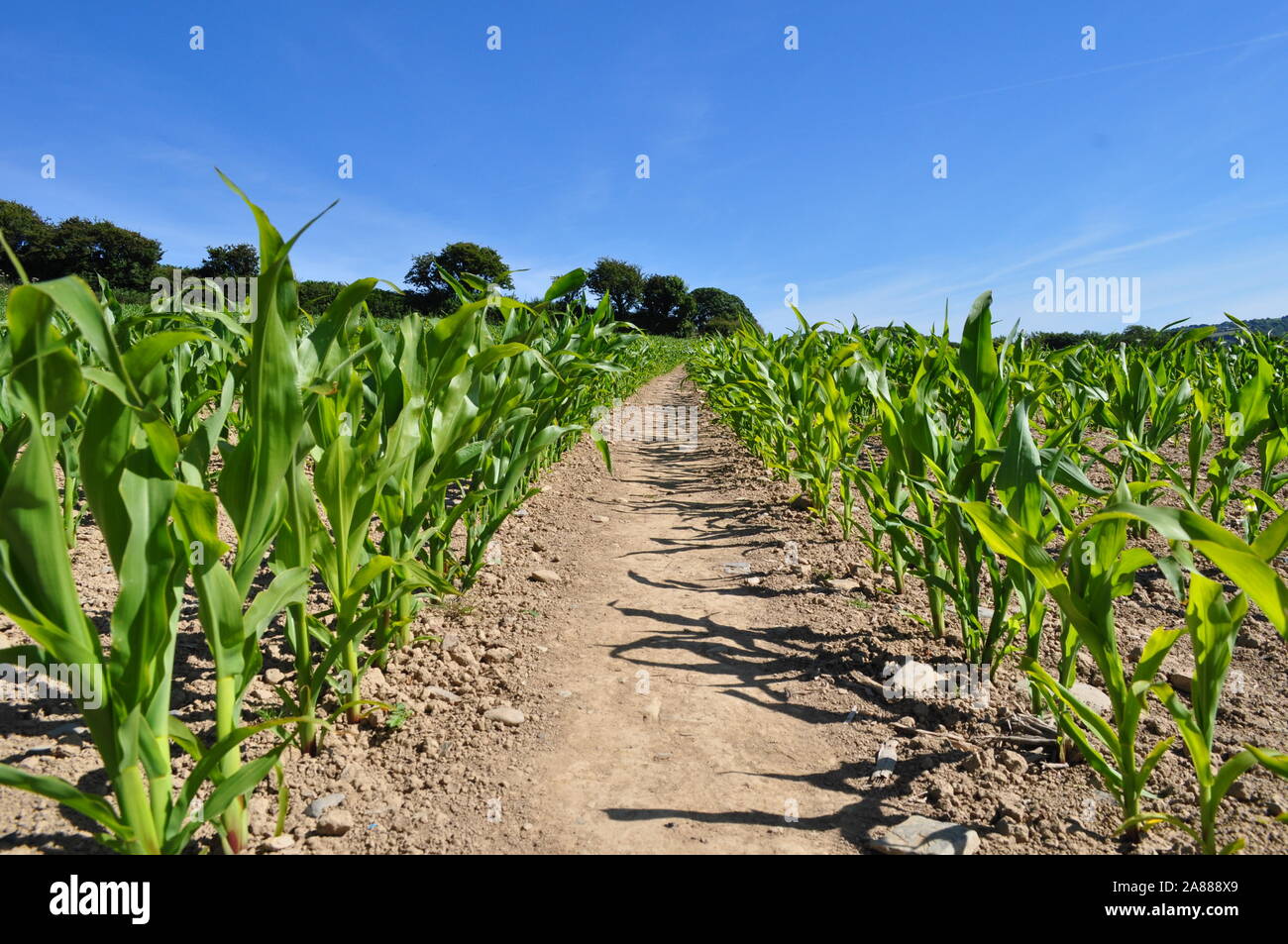 Footpath cutting through a field of young corn on the cob plants Stock ...