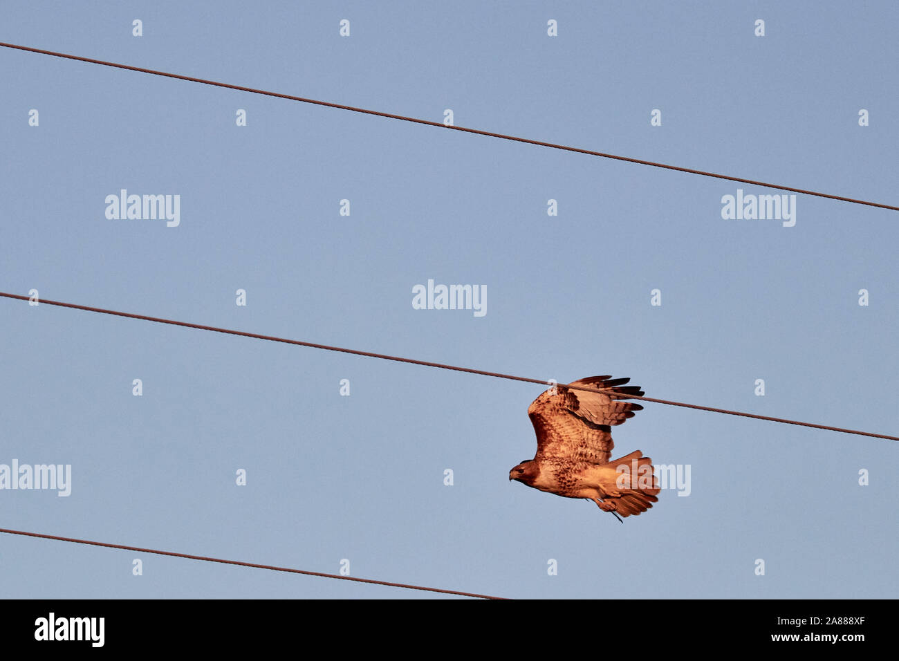 Red tailed hawk in Utah, USA Stock Photo - Alamy