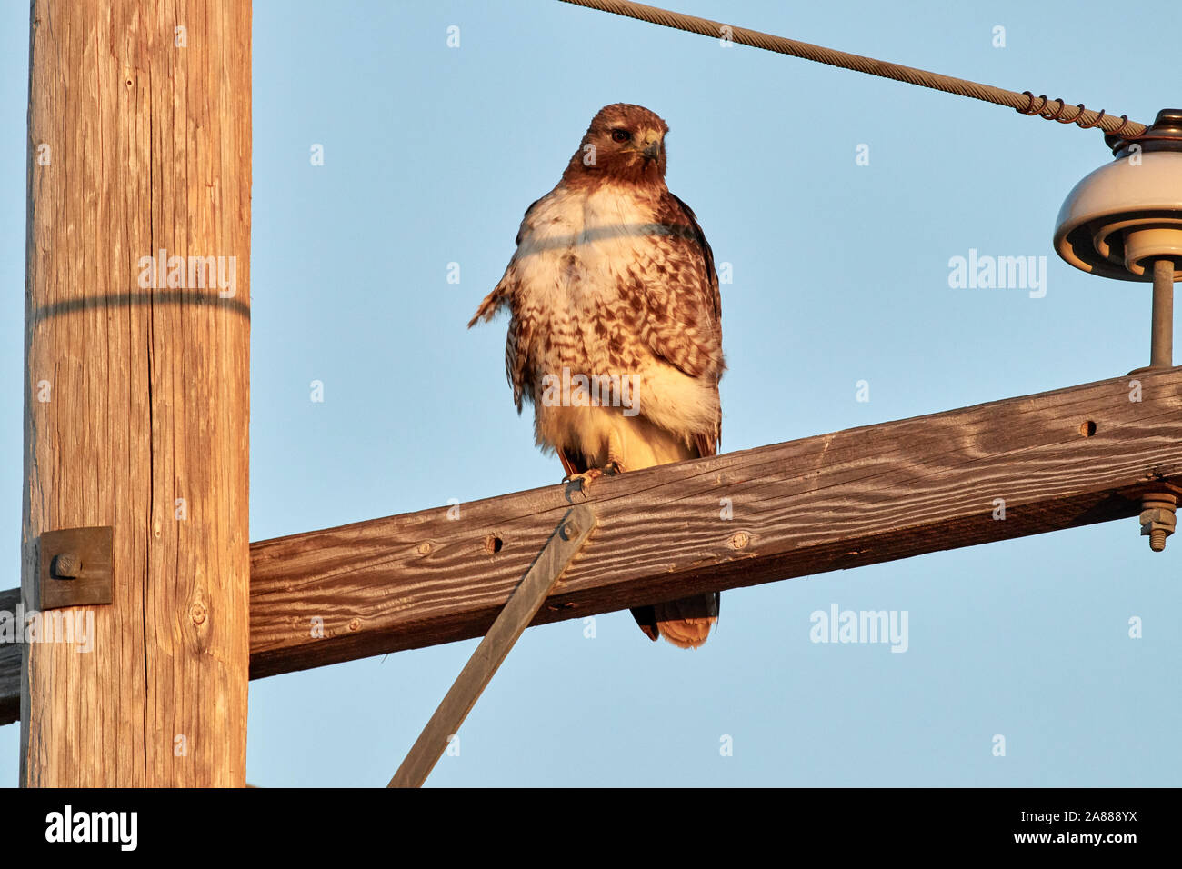 Red tailed hawk in Utah, USA Stock Photo - Alamy