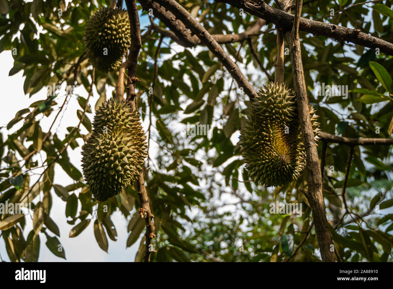 Durian - king of tropical fruit, on a tree branch in the orchard. Fresh ...