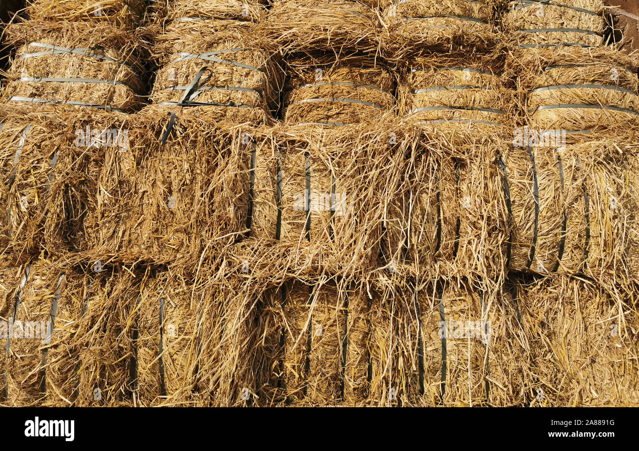 Dry Hay bales. Hay bales are stacked in large stacks. Harvesting in ...