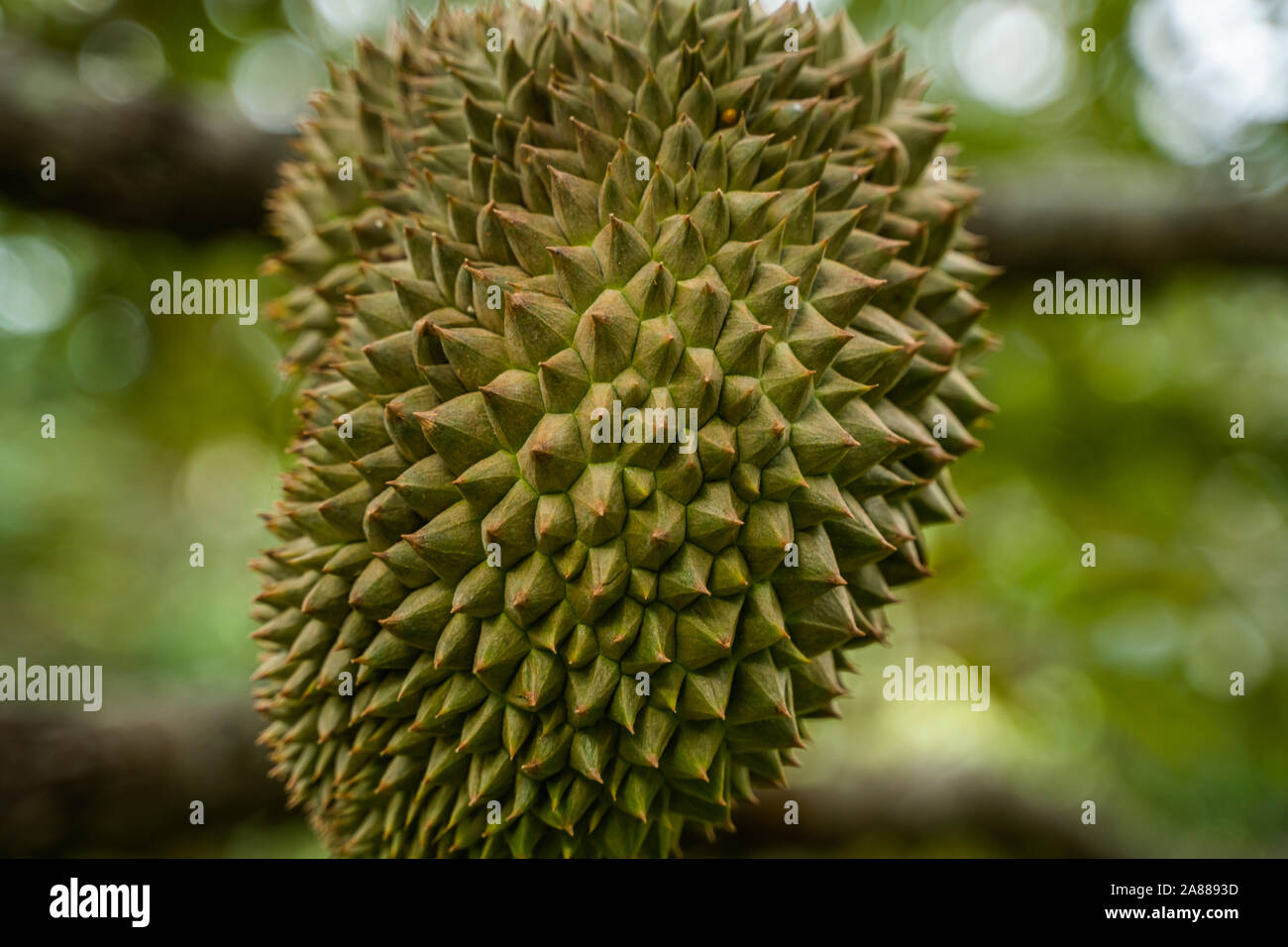 Durian - king of tropical fruit, on a tree branch in the orchard. Fresh ...