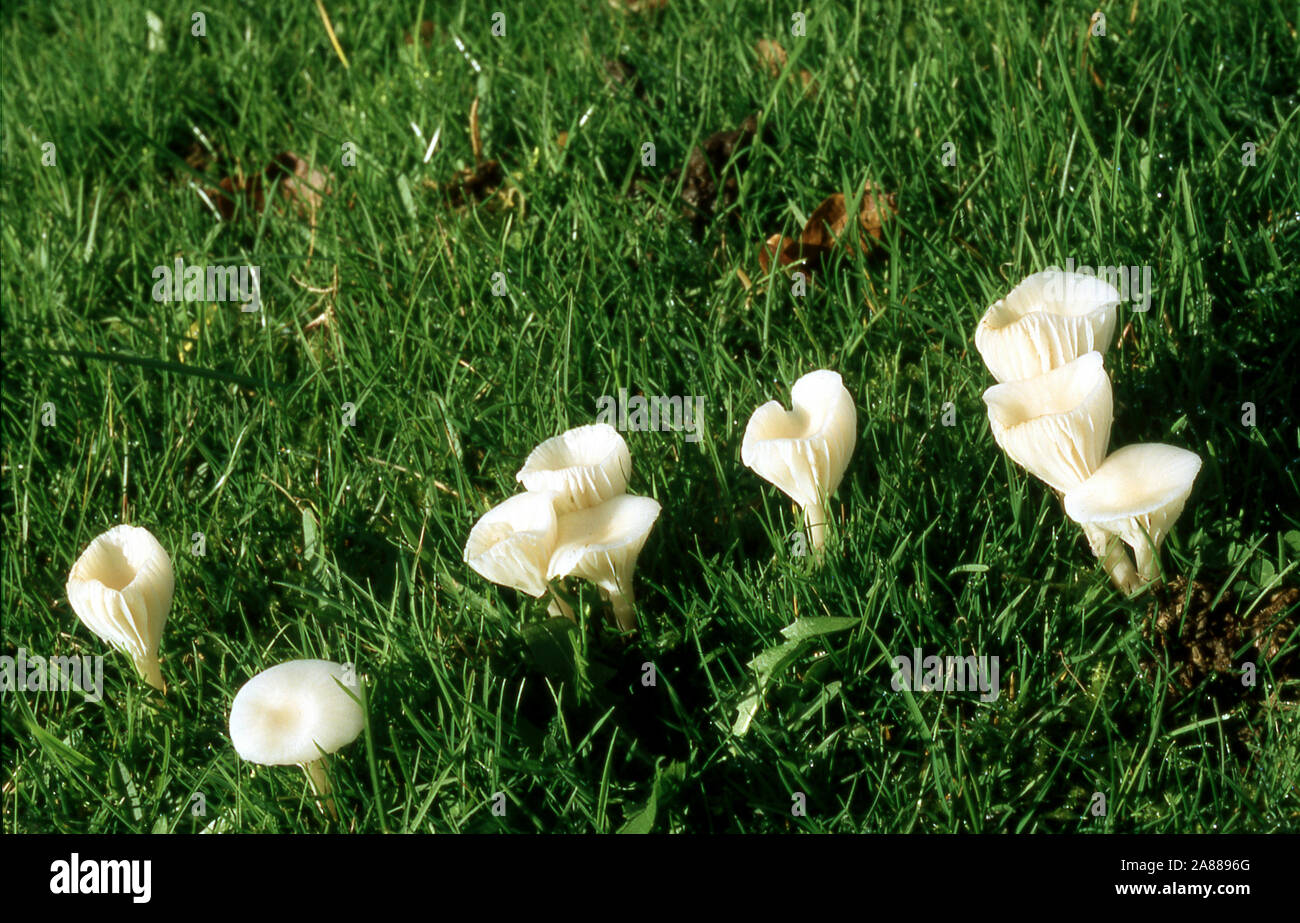 FUNGI; SNOWY WAX CAP; HYDROPHORUS NIVEA Stock Photo - Alamy