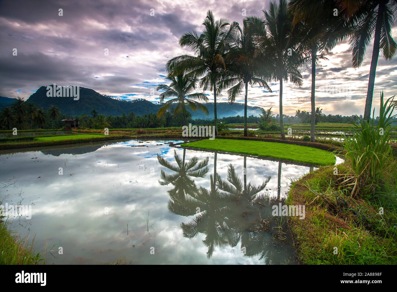 the natural beauty of Sumatra and the beautiful expanse of rice fields ...