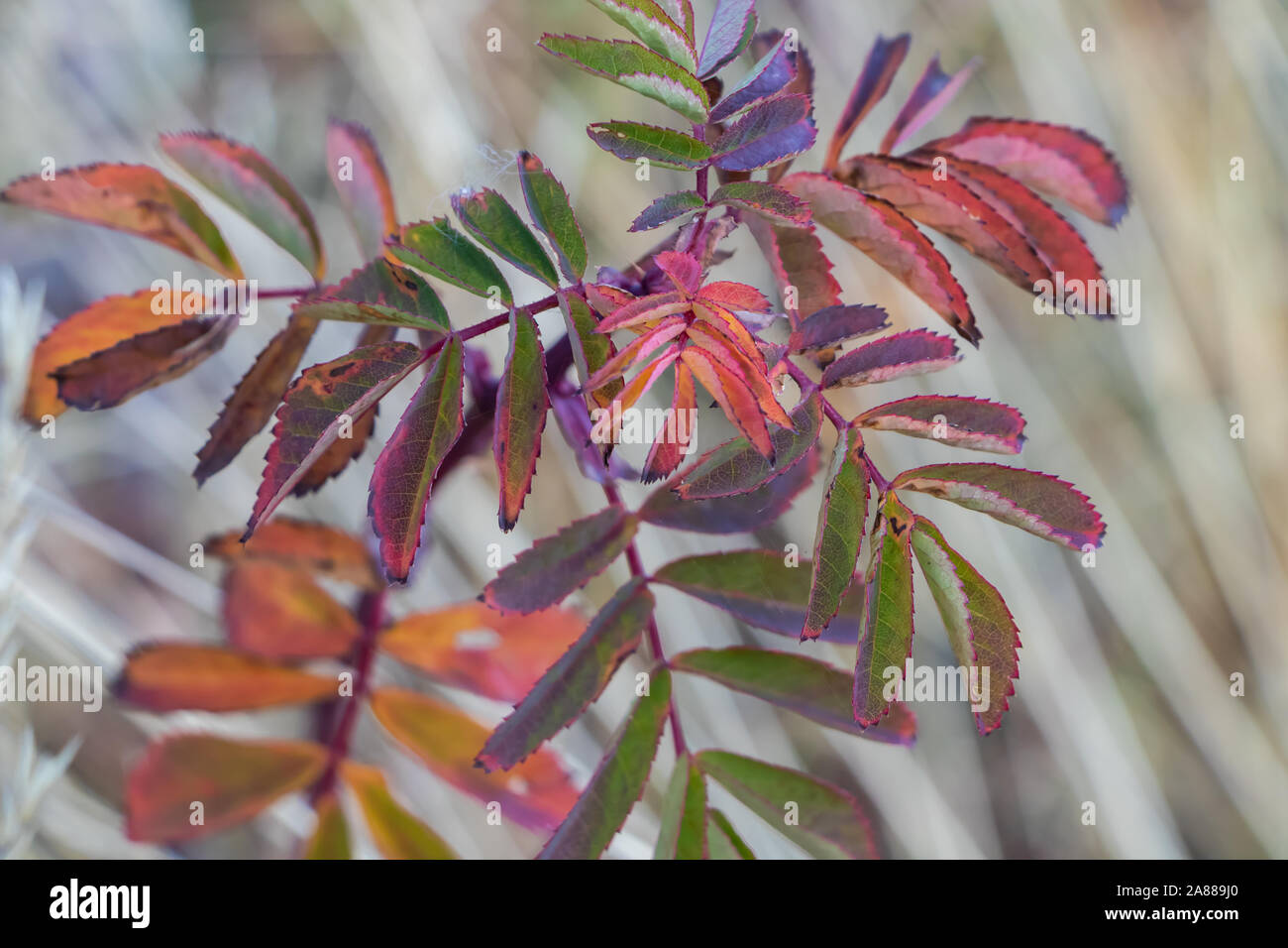 Close look over autumn leaves (Raspberry bush) in the forest Stock ...