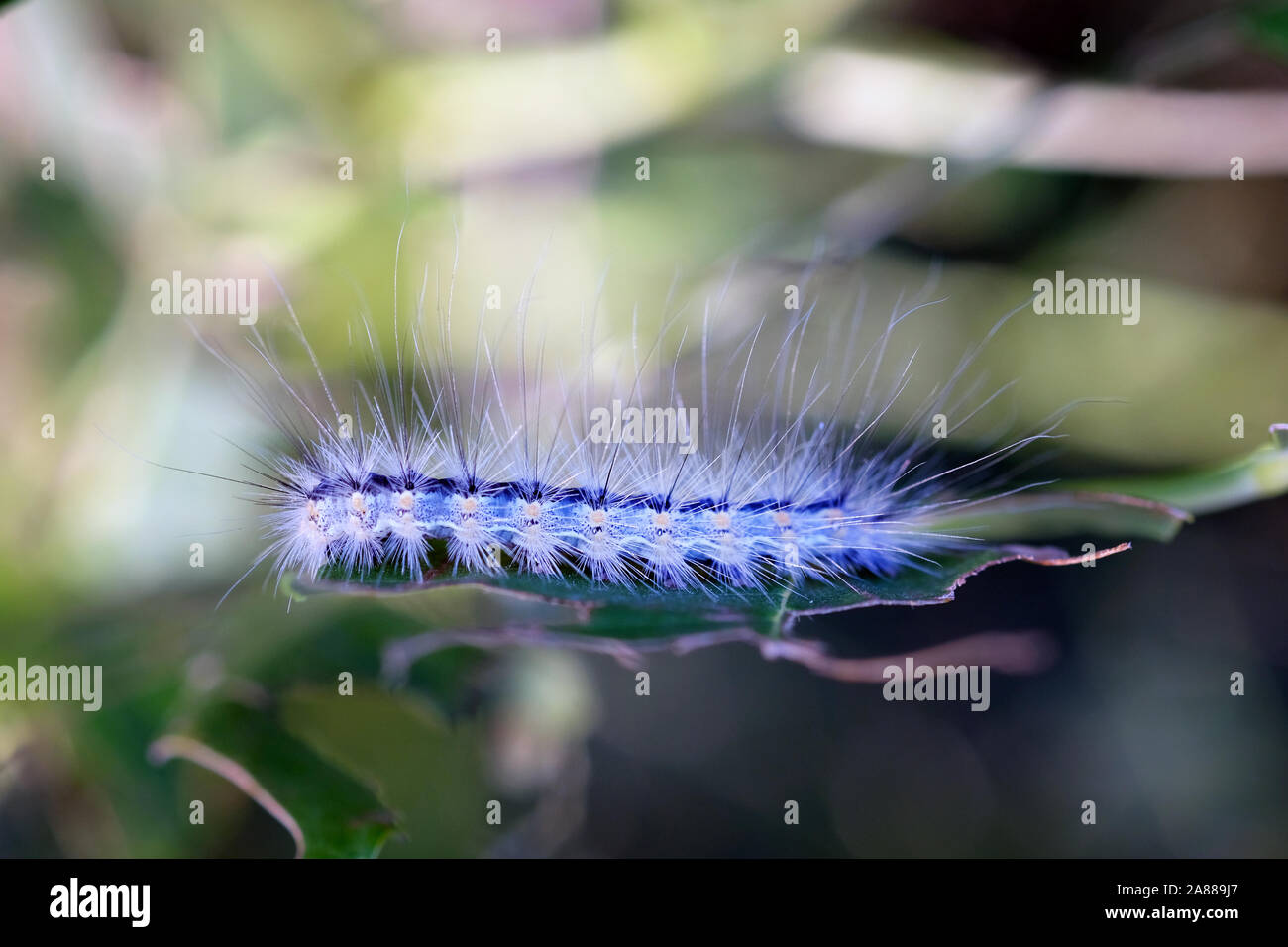 American white butterfly caterpillar eats leaves on trees. butterfly ...