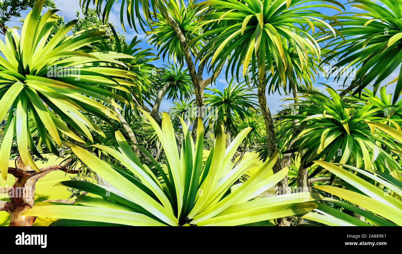 Canopy of palm leaves hi-res stock photography and images - Alamy