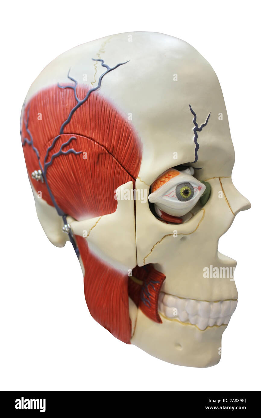Anatomy human nose mouth Cut Out Stock Images & Pictures - Alamy