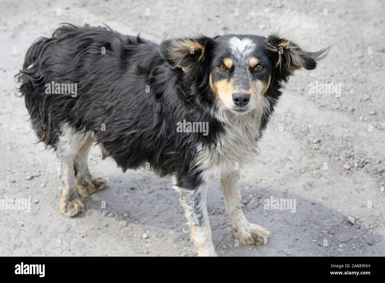 Why Does My Dog Have A White Spot On Her Nose