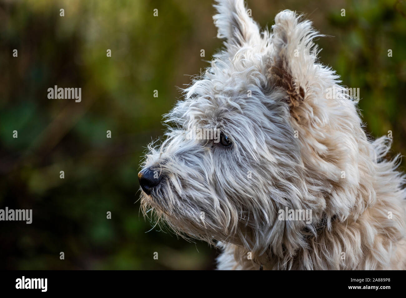 Female West Highland White Terrier portrait Stock Photo - Alamy