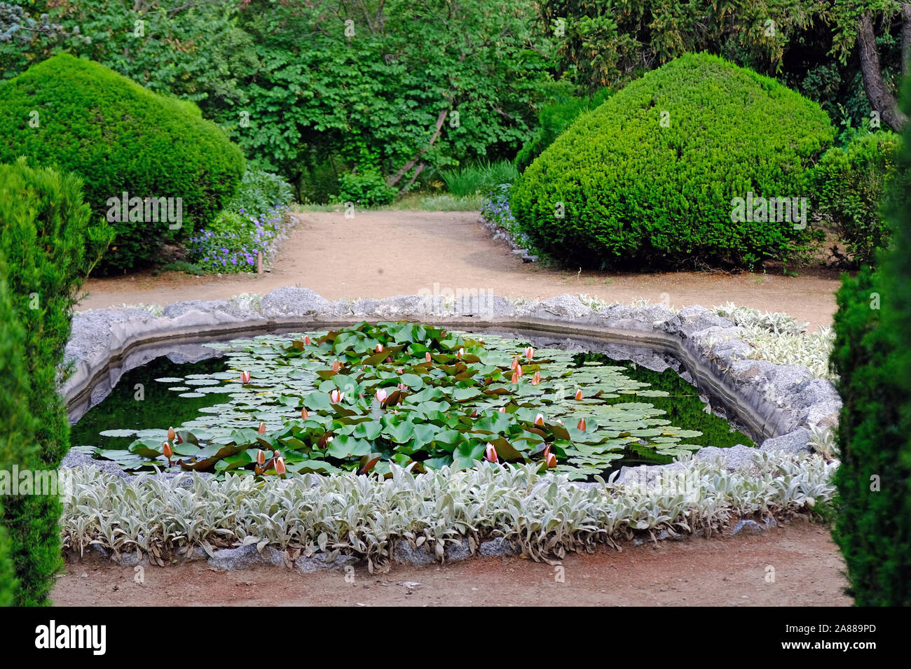 Water lily, water lily, nymphaeum on a background of green leaves close ...