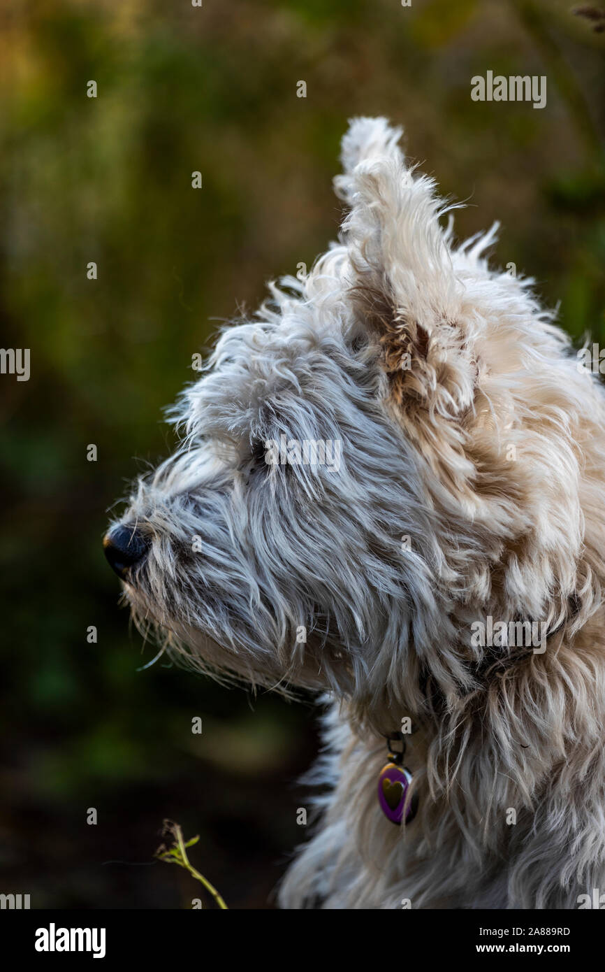 Female West Highland White Terrier portrait Stock Photo - Alamy
