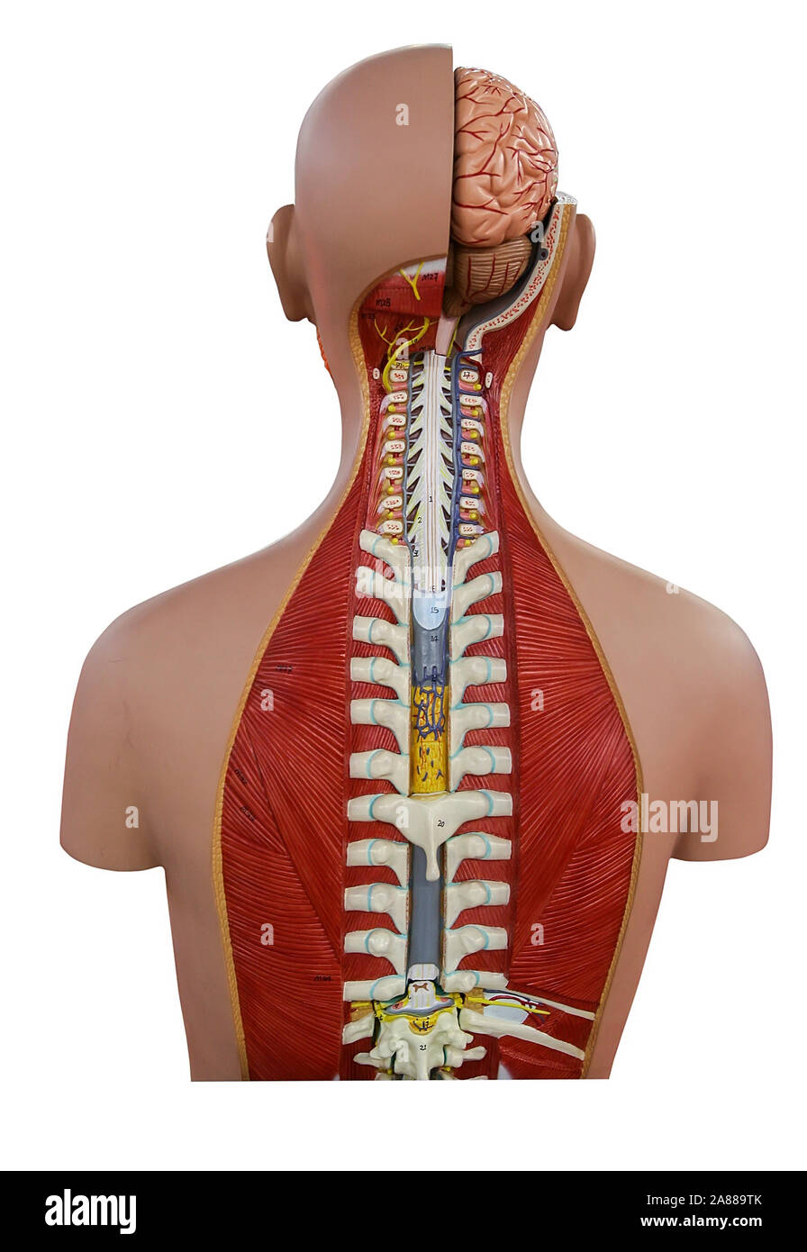 Spine anatomy hi-res stock photography and images - Alamy