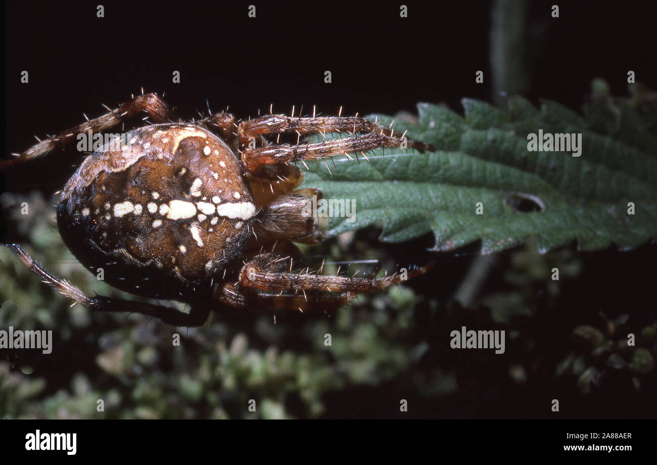 Arachnidology hi-res stock photography and images - Alamy