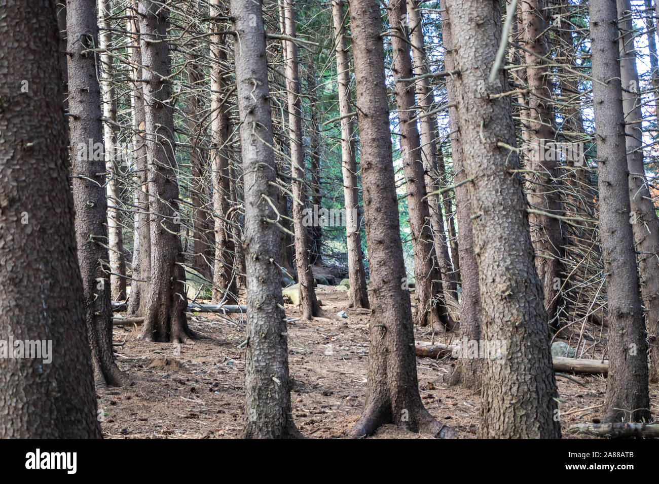 View over trees in the forest Stock Photo - Alamy