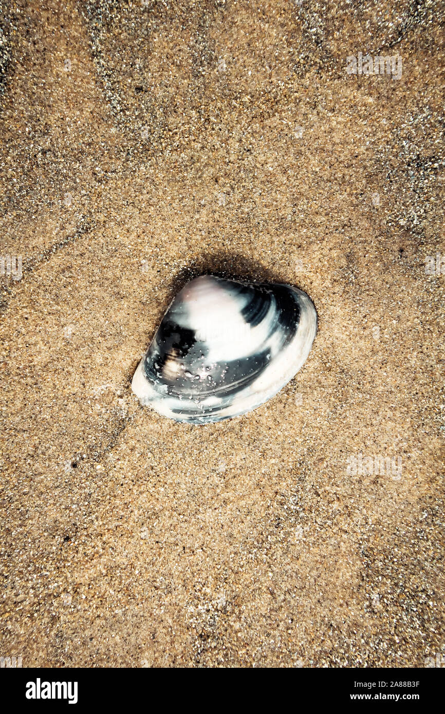 Flat Oyster sea shell on the wet sand on a tropical beach spotted at at ...