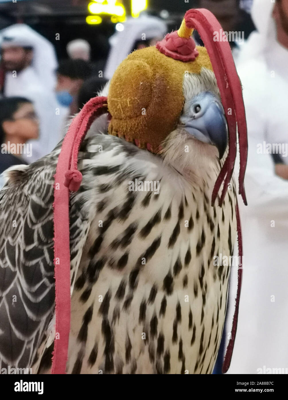 A hunting falcon wearing a hood cover over its head during the falcon ...