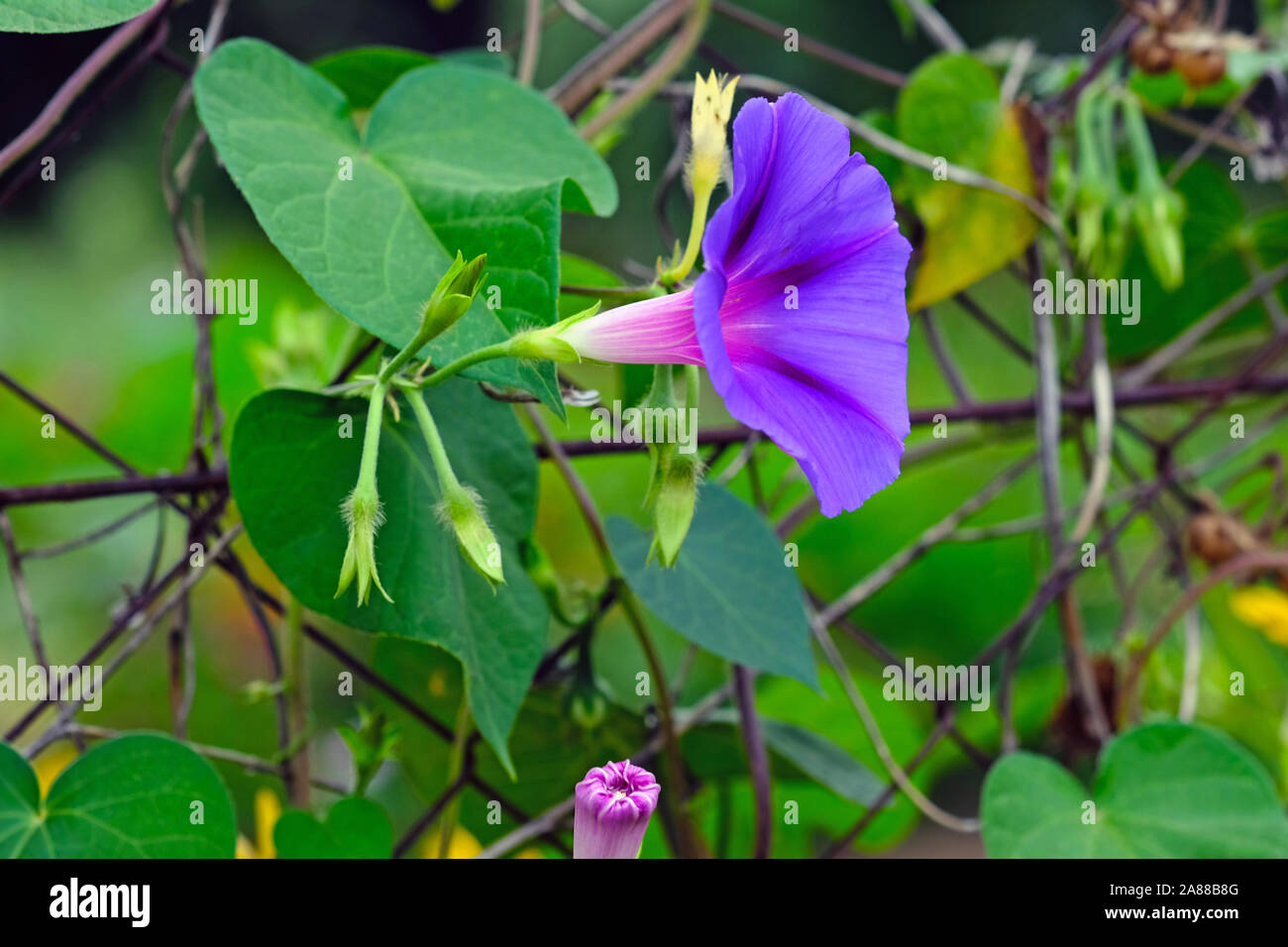 Blue bell vine flower hi-res stock photography and images - Alamy