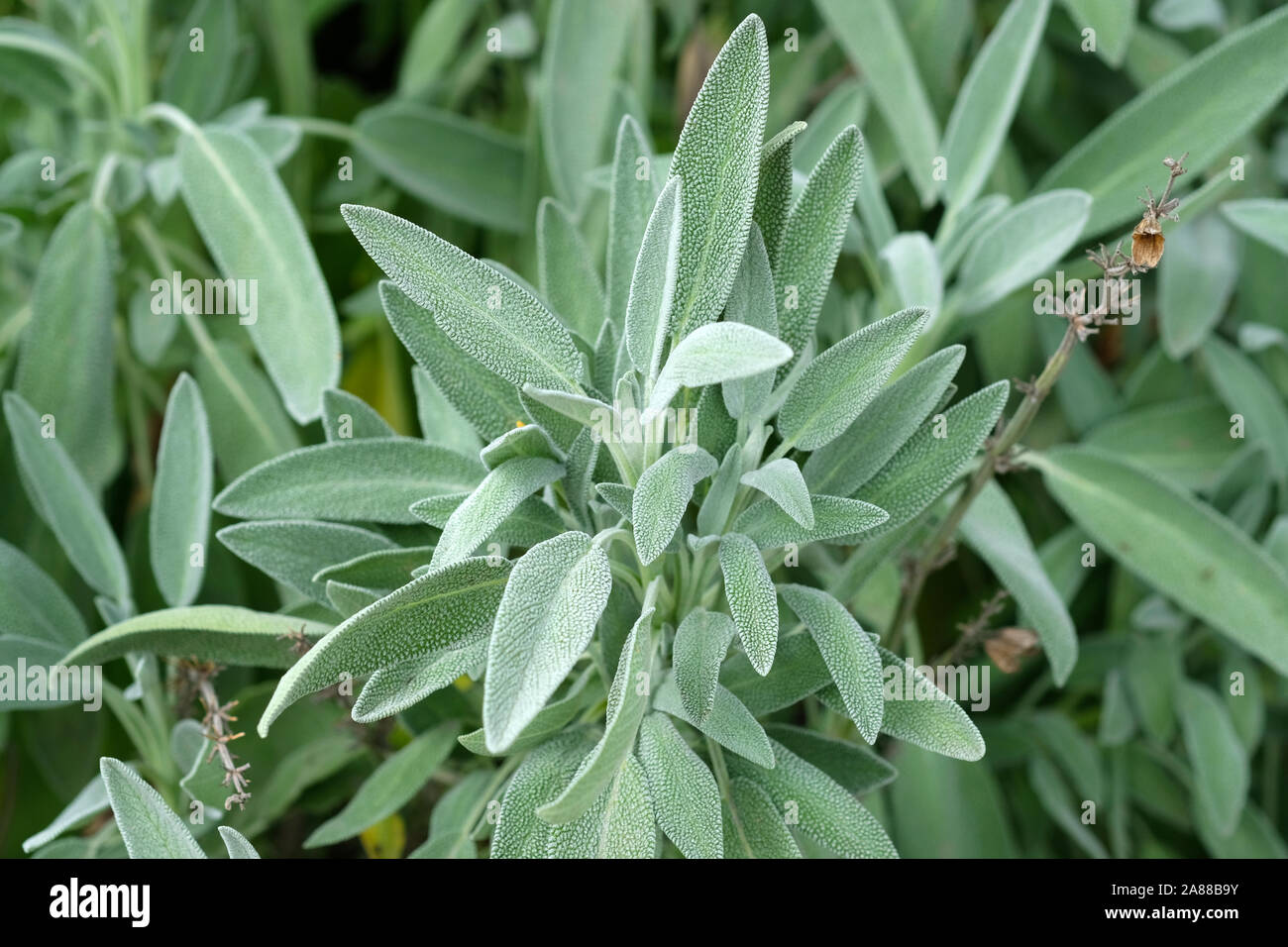 Sage Green Pattern High Resolution Stock Photography and Images - Alamy