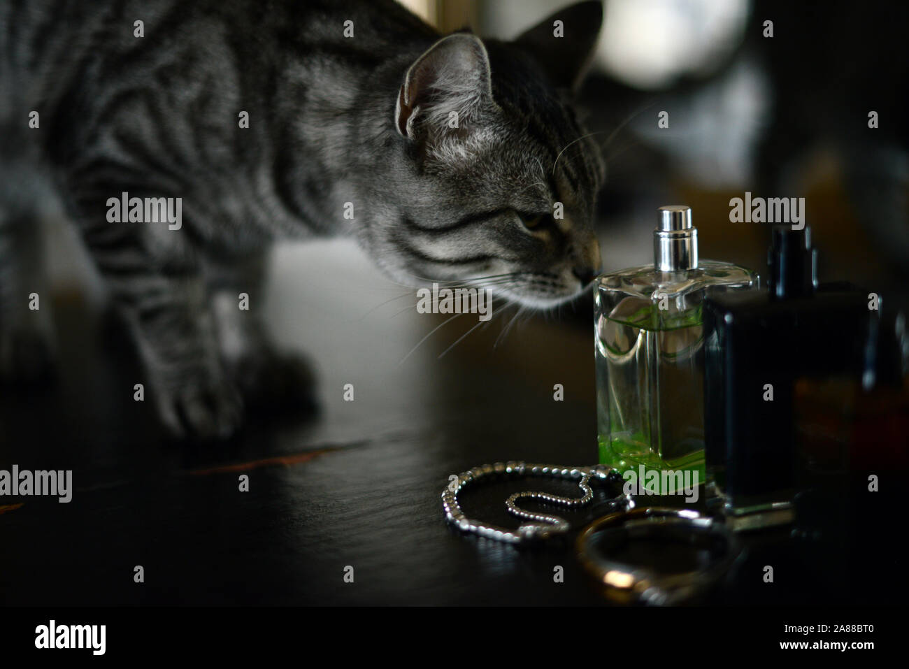 Smelling cat hi-res stock photography and images - Alamy