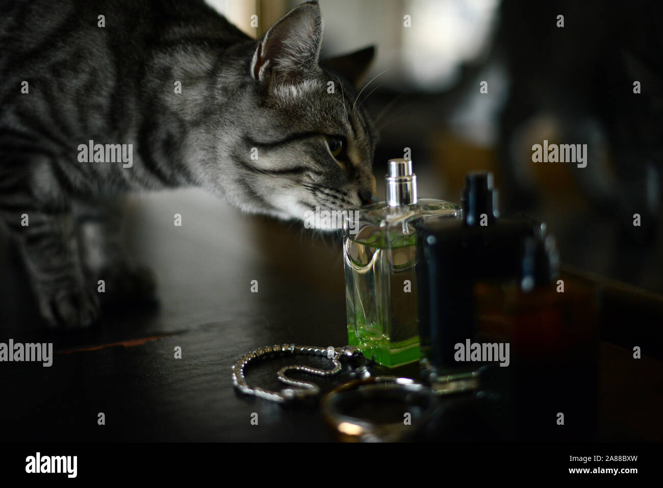 Smelling cat hi-res stock photography and images - Alamy