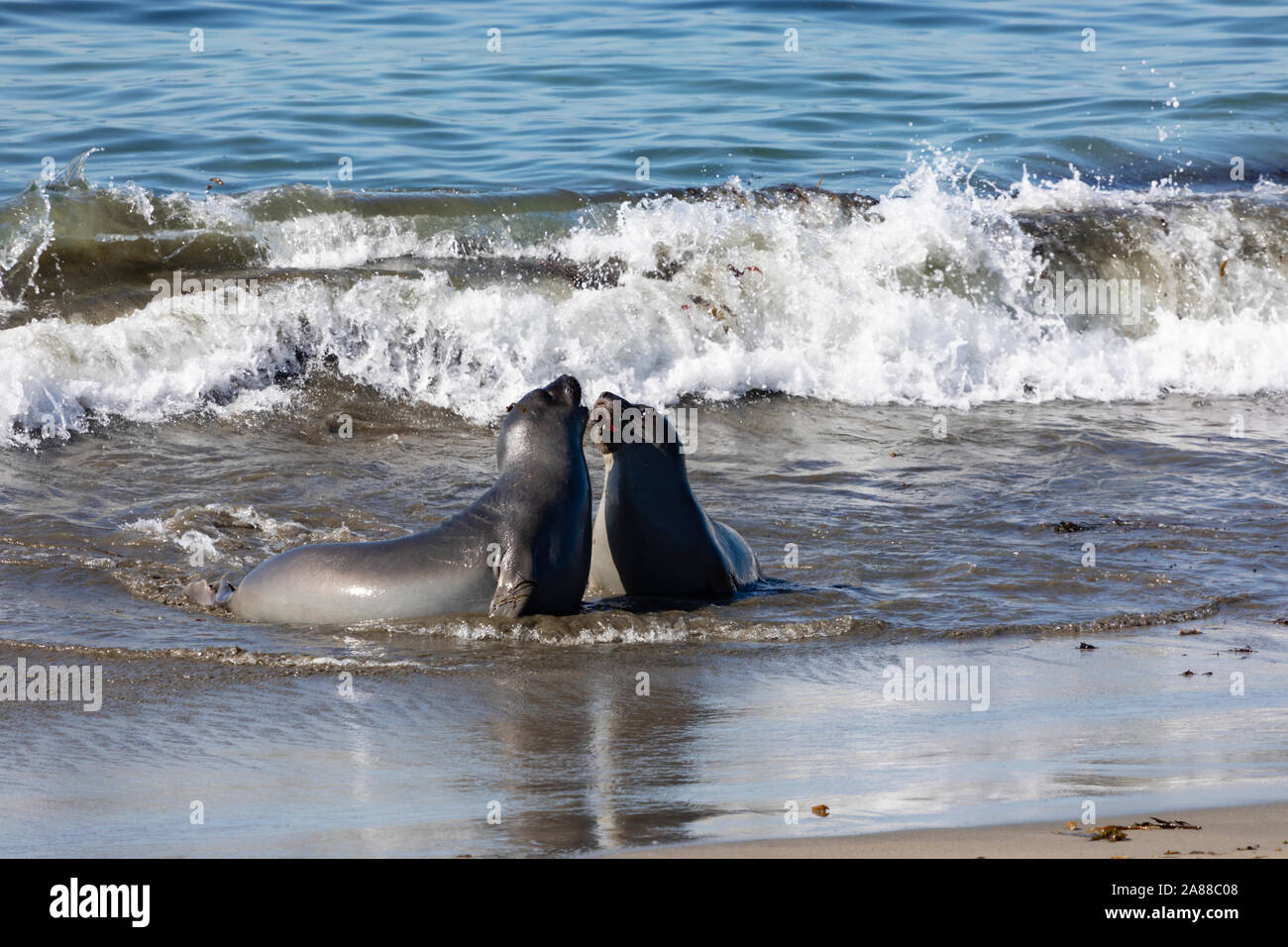Female Sea Elephant High Resolution Stock Photography and Images - Alamy