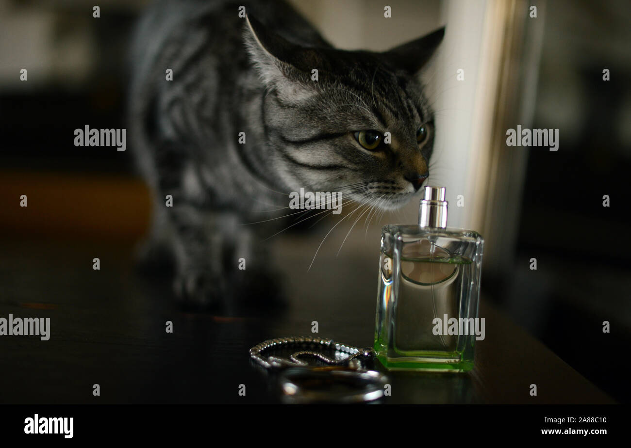 Smelling cat hi-res stock photography and images - Alamy