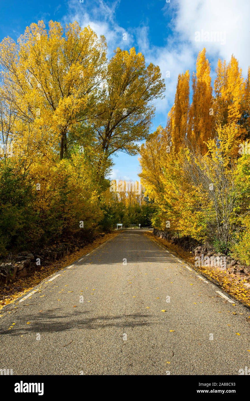 Road with autumn trees in Soria, Castilla Leon, Spain Stock Photo - Alamy