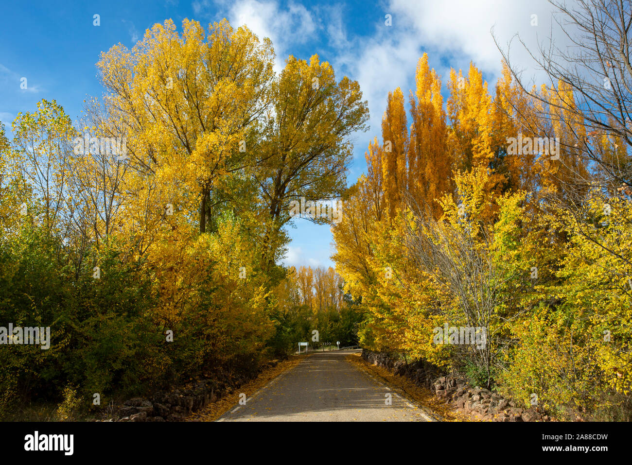 Road with autumn trees in Soria, Castilla Leon, Spain Stock Photo - Alamy