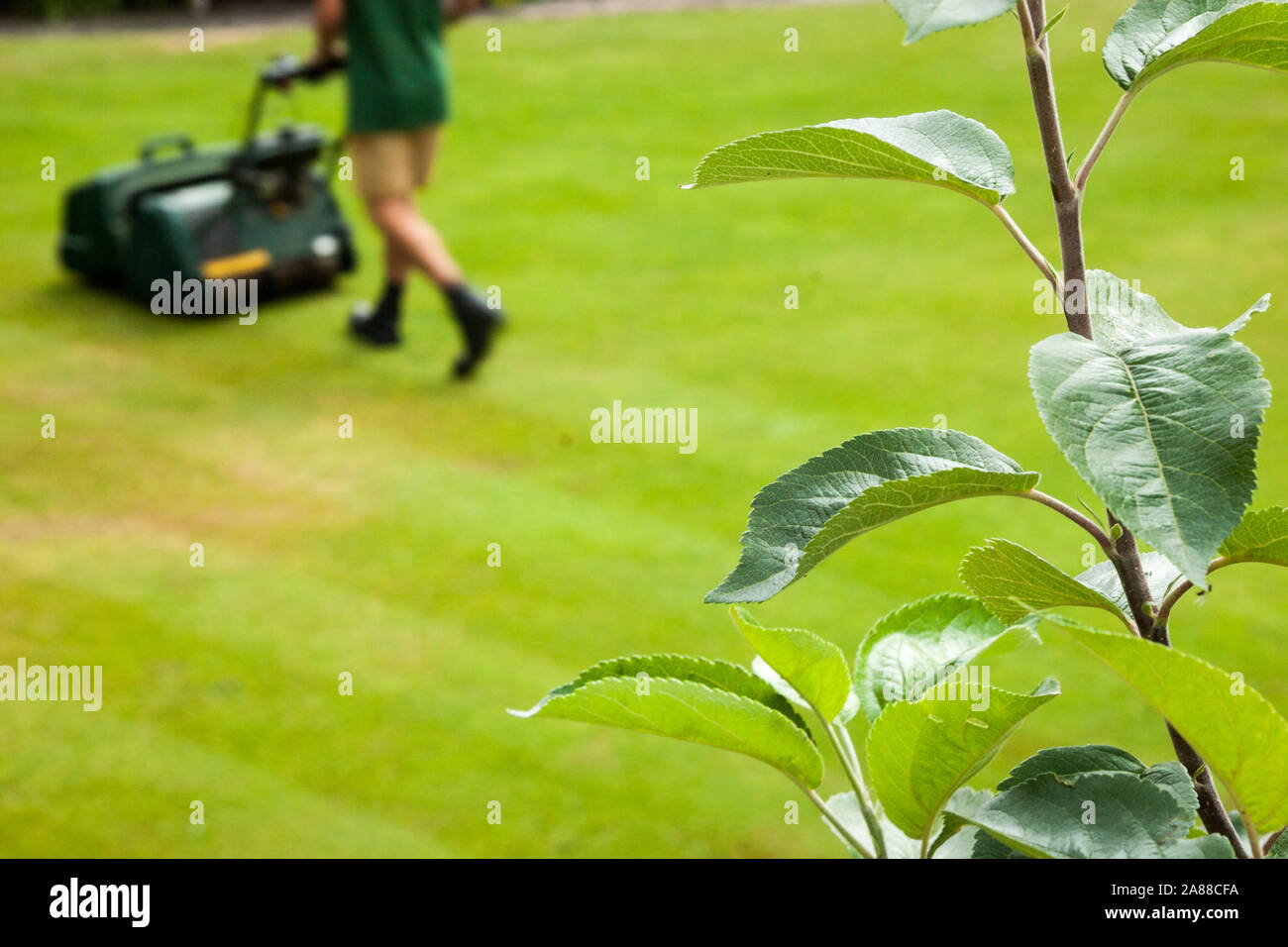 Person pushing a lawn mower hi-res stock photography and images - Alamy
