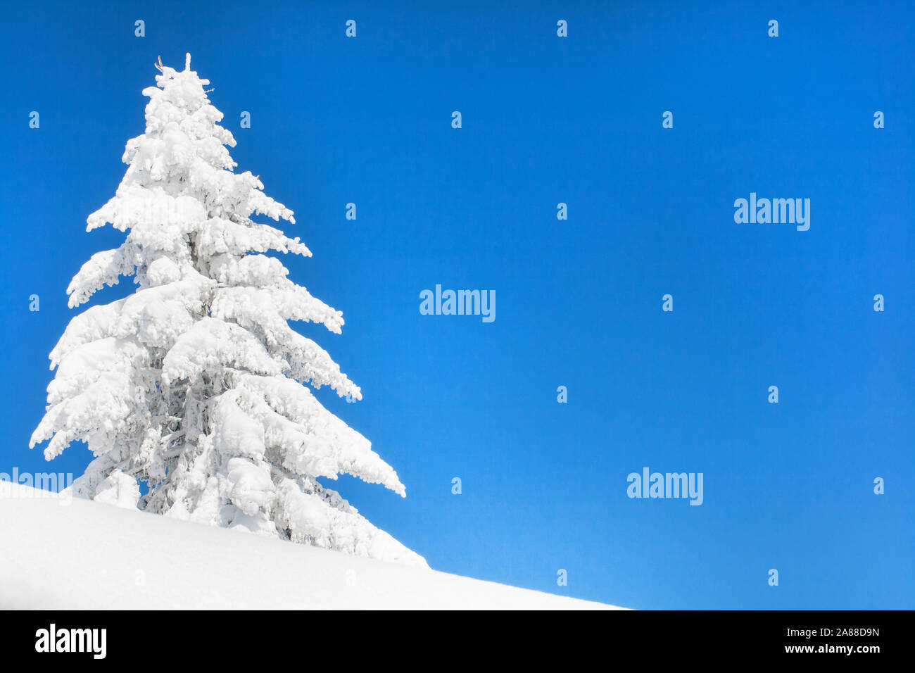Vibrant winter vacation background with pine tree covered by heavy snow against blue sky with ...