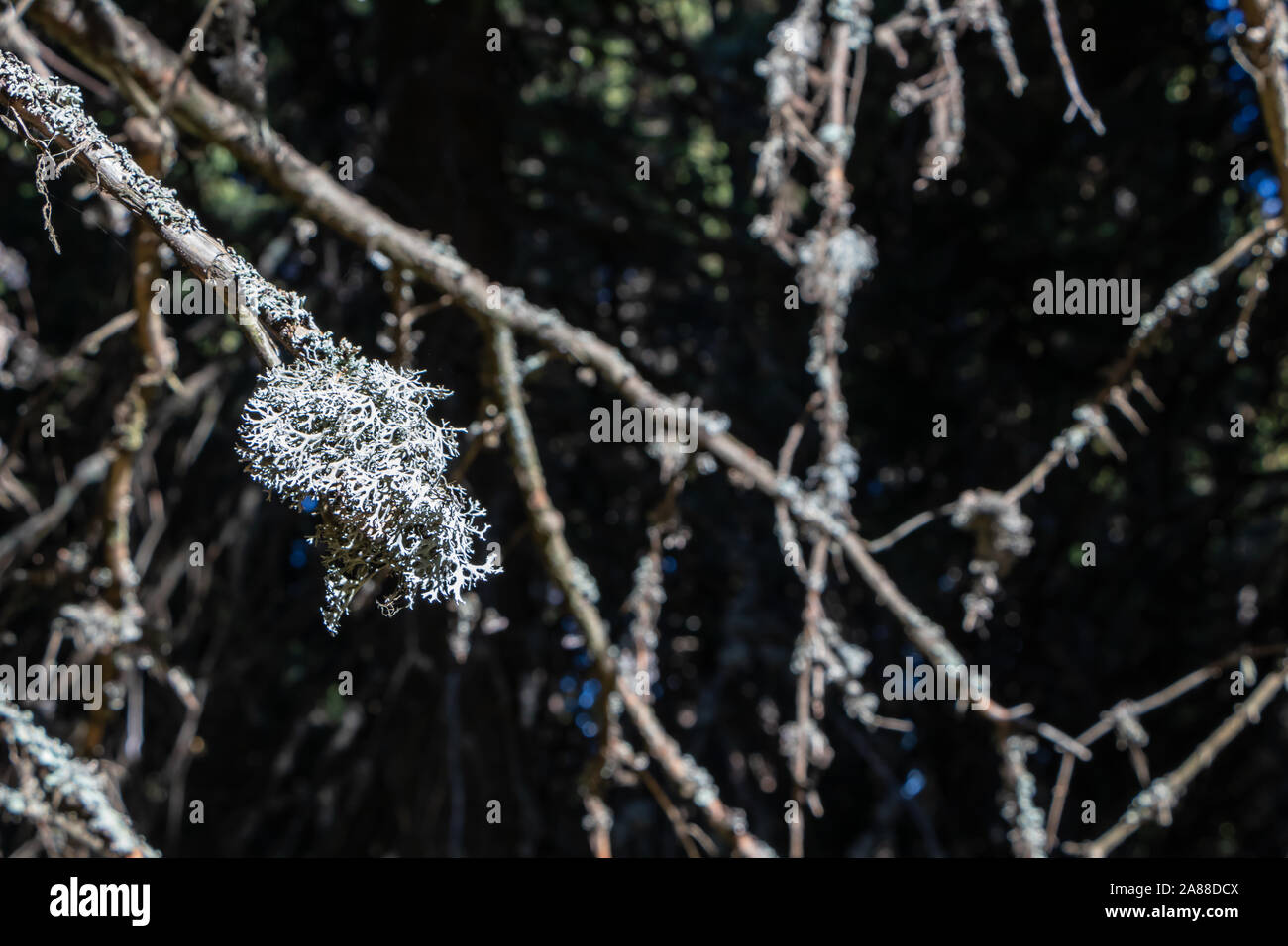 Lichen in the forest hi-res stock photography and images - Alamy