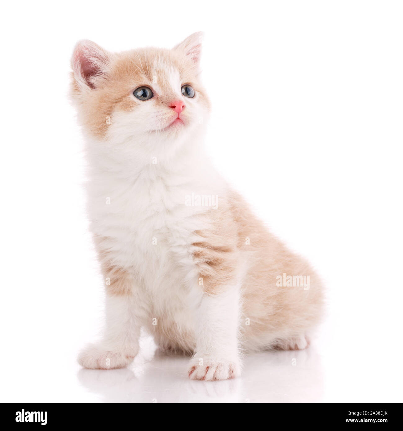 Portrait of a cute kitten. Cat without breed Stock Photo - Alamy